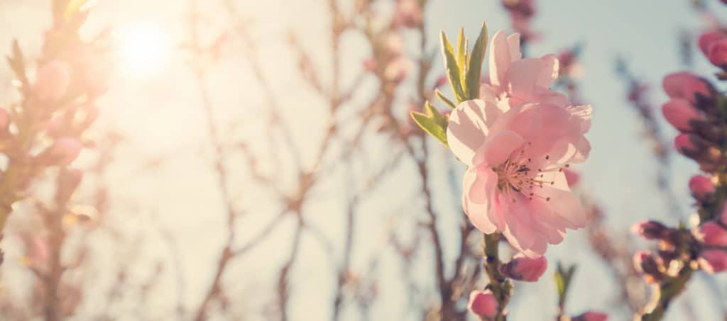 Fenwick Gold Spring Updates - Fenwick
